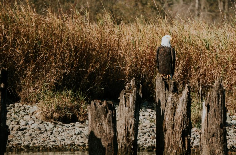 Season of the Wild in the Harrison River Valley | Harrison River Valley