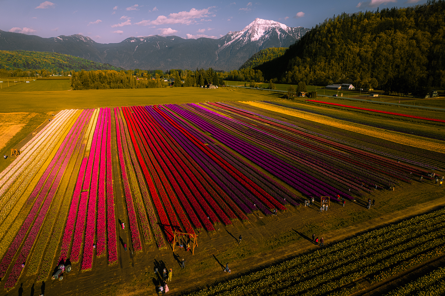 Harrison Tulip Festival | Harrison River Valley
