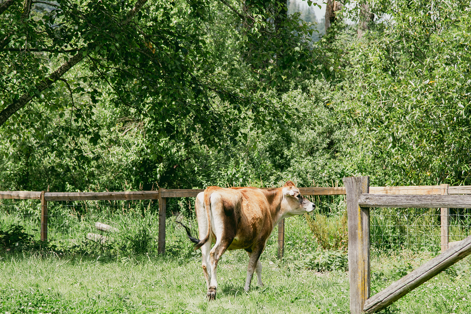 “Udderly” Delicious Treats at Kilby Historic Site | Harrison Hot ...